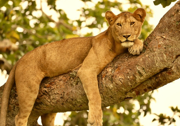 3 Days Discover Queen Elizabeth National Park - Kanyike Tours and Travel